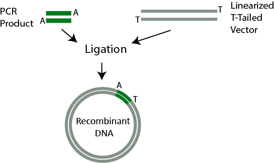 A Quick Overview of Molecular Cloning | GoldBio